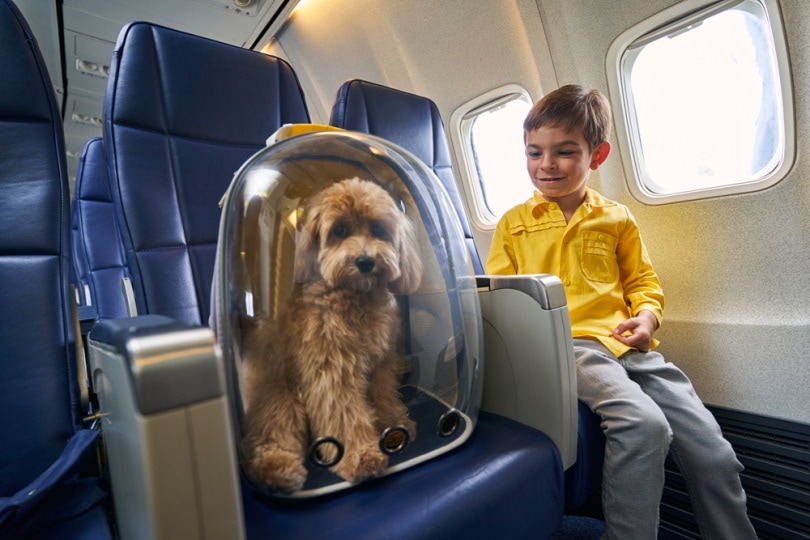 Do Dogs' Ears Pop on Planes? Everything You Need to Know! - ThePetStash